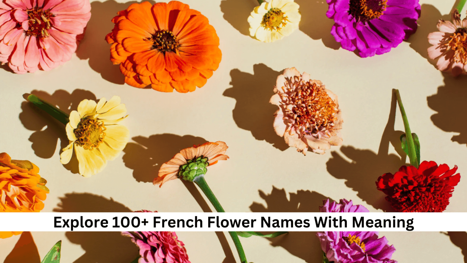 Explore 100+ French Flower Names With Meaning