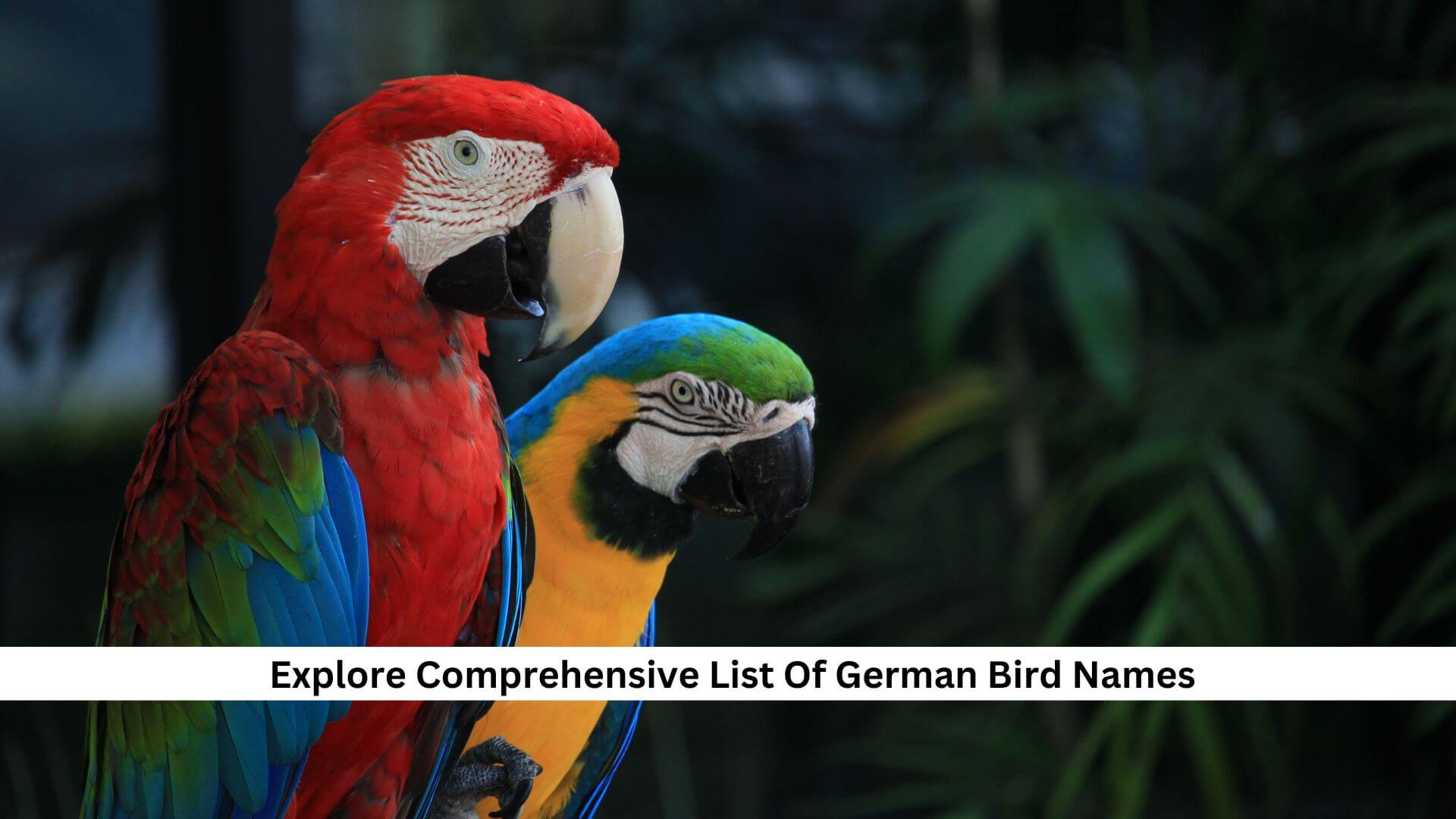 Birds In German: Explore Comprehensive List Of German Bird Names