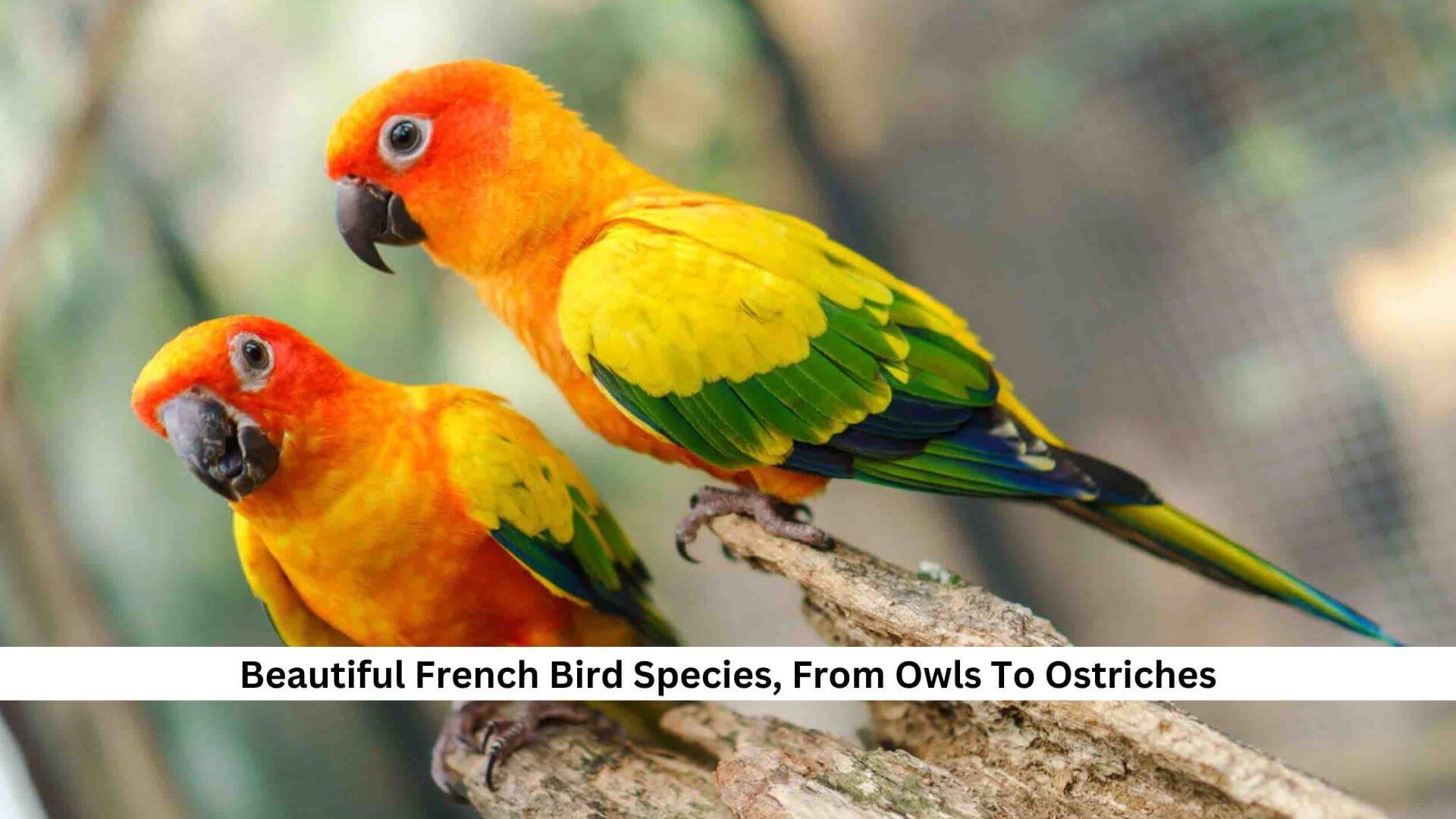 108 Beautiful French Bird Species, From Owls To Ostriches