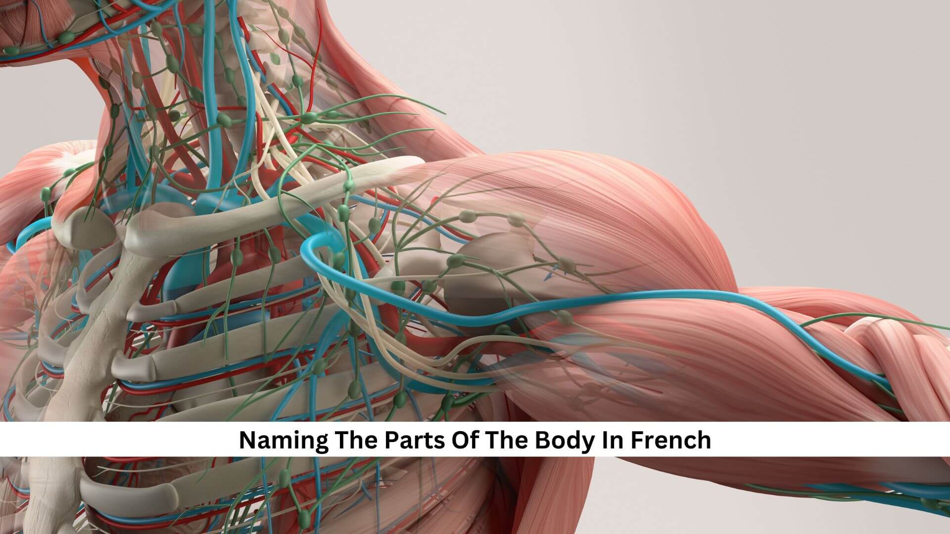Naming The Parts Of The Body In French: Basic Anatomy