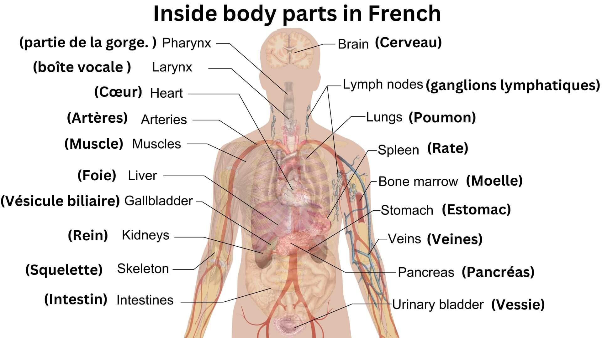 List Of All Body Parts In French Infoupdate