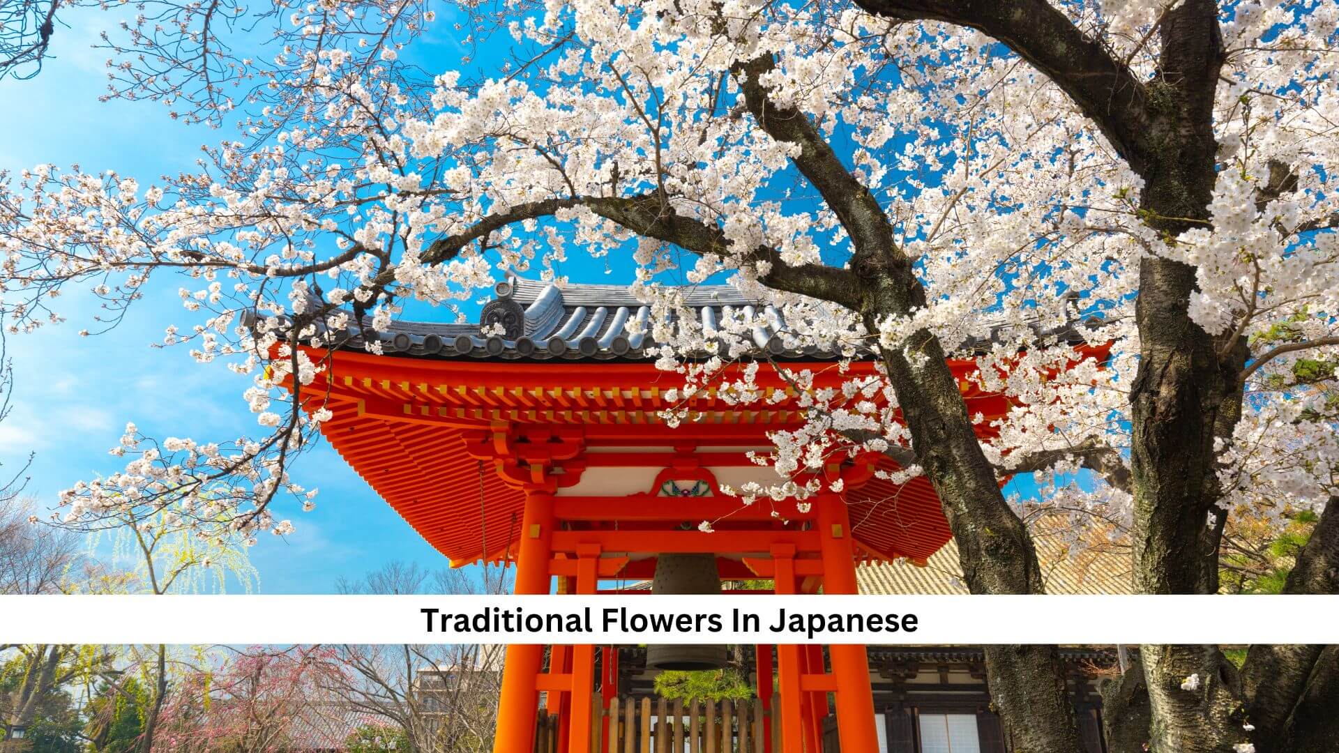 Traditional Flowers In Japanese: Their Names And Hidden Meanings