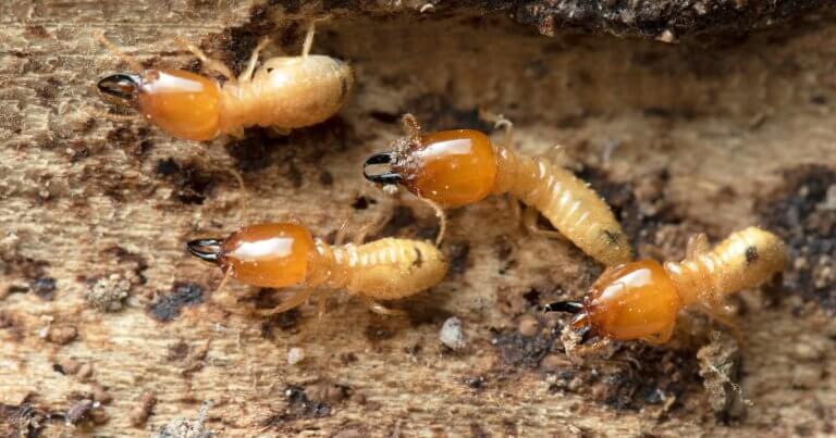 Termite Control for Historical Homes: Effective Strategies to Preserve ...